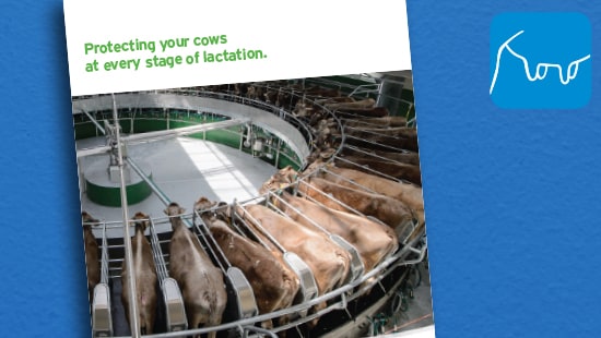 Teat Dips for Udder Care | Ecolab